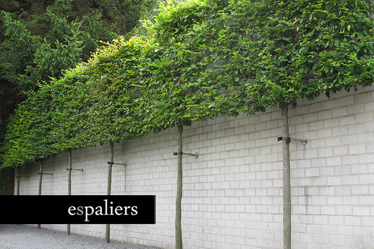 Leibomen planten: wanneer en hoe? | espaliers