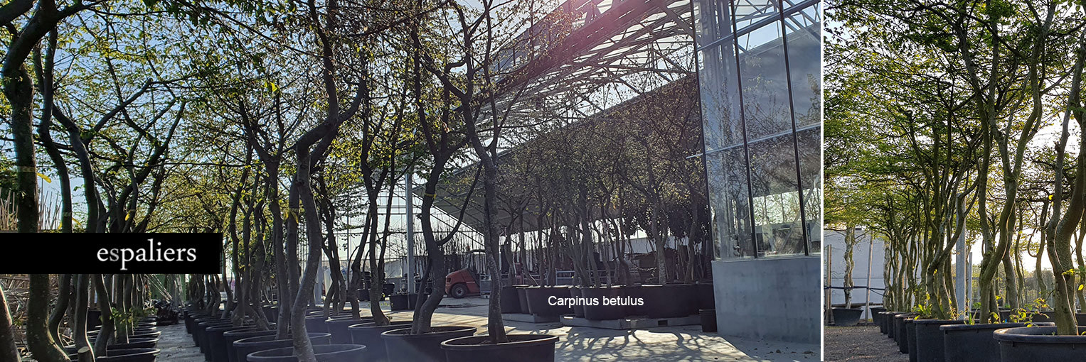 Arbres multi-troncs - Krachtige karakterbomen concept, Pepiniere Espaliers