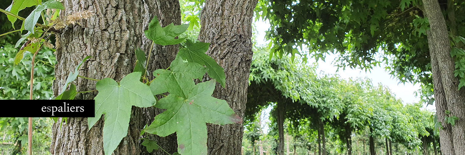The natural parasol shapes of Espaliers - Shadetrees concept, Tree ...