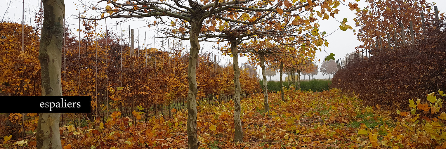 Roof and parasol trees with a straight trunk - Shadetrees concept, Tree ...